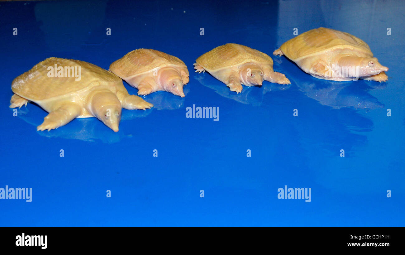 Chinese soft shelled turtles hi-res stock photography and images - Alamy