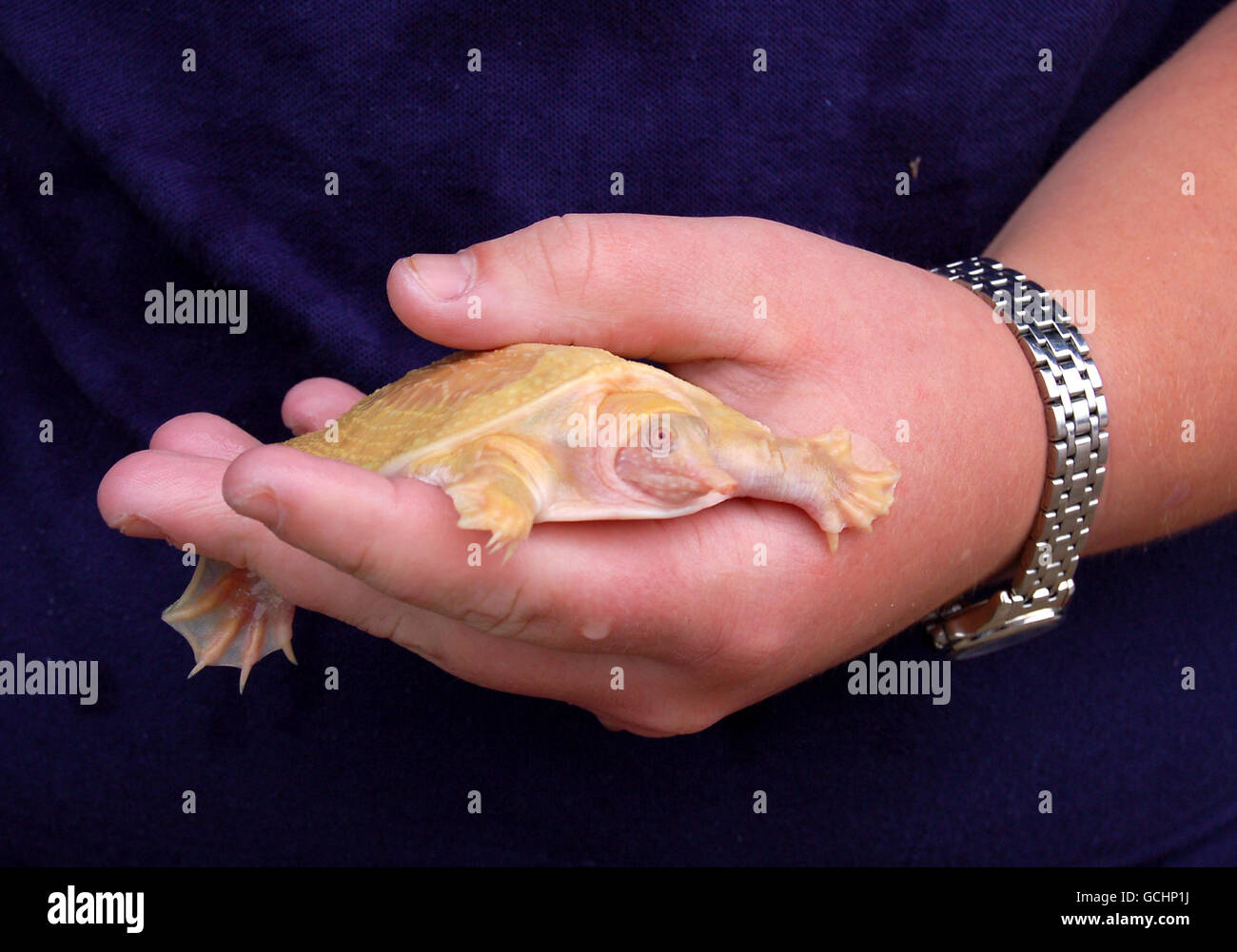 Chinese soft shelled turtles hi-res stock photography and images - Alamy