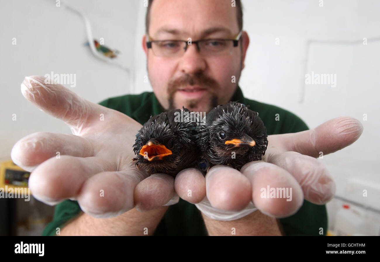 London Zoo worker Adrian Walls with two eleven day old hooded pitta ...