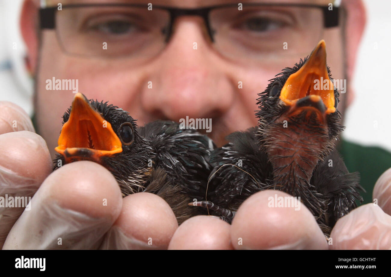 London Zoo worker Adrian Walls with two eleven day old hooded pitta ...