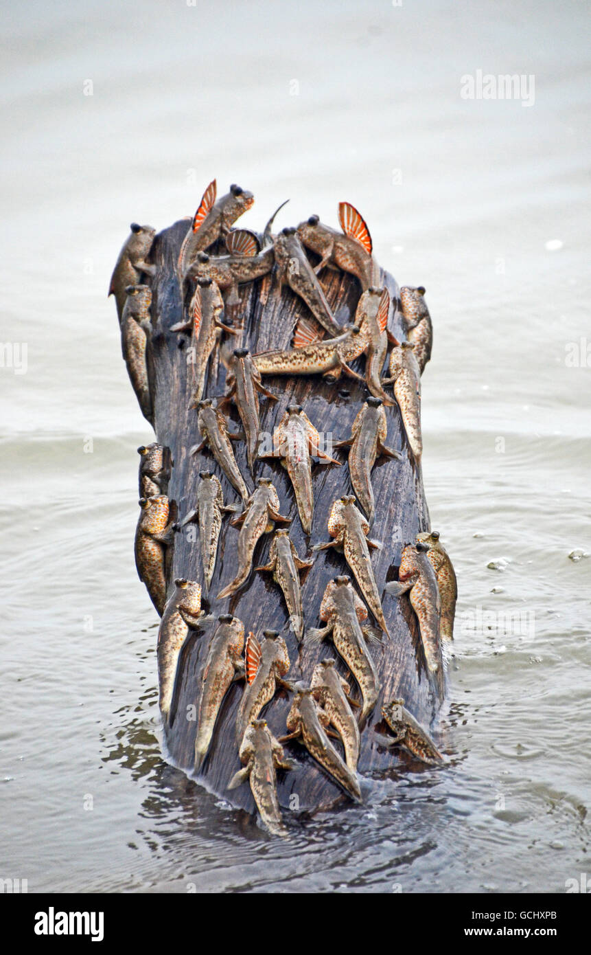 A group of mudskippers (Periophthalmus sp.) congregating on a log, Bako ...