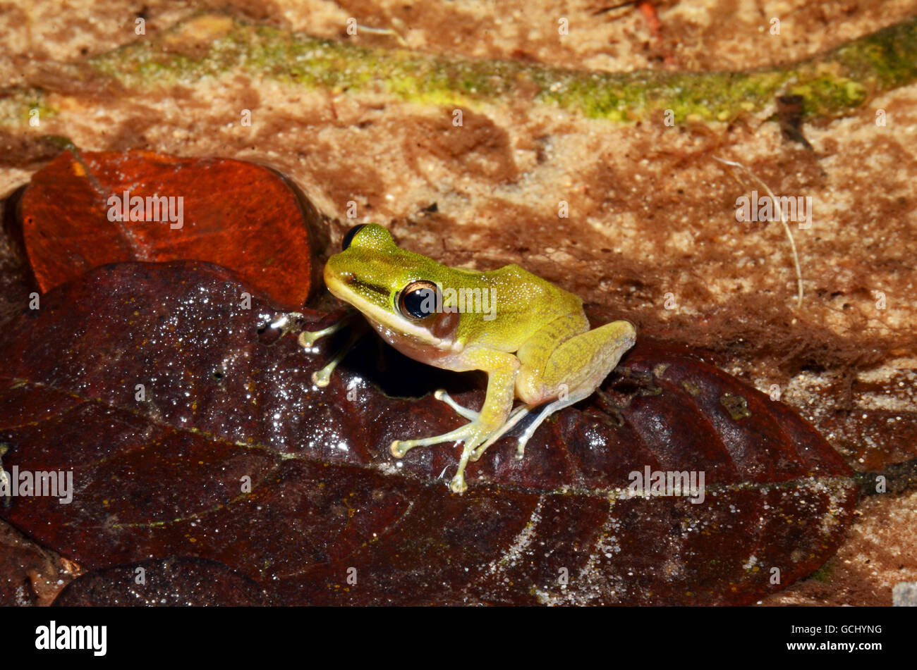 Tree frog, Bako National Park, Malaysia Stock Photo - Alamy