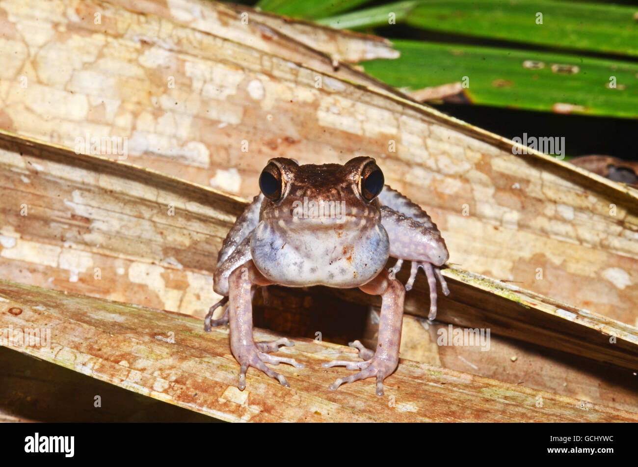 Calling male tree frog, Bako National Park, Malaysia Stock Photo - Alamy