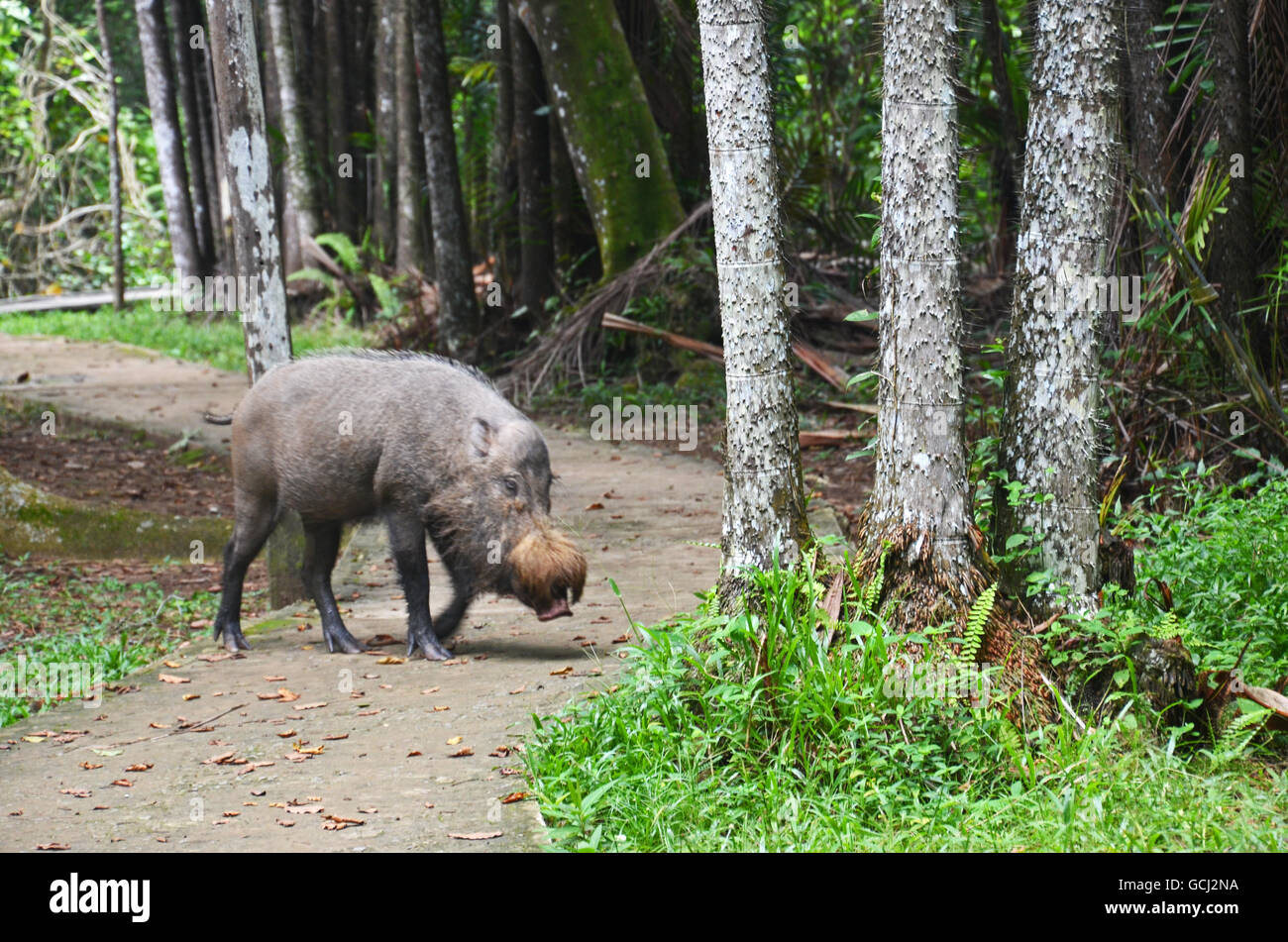 Bornean bearded pig (Sus barbatus), Bako National Park, Sarawak, Borneo ...
