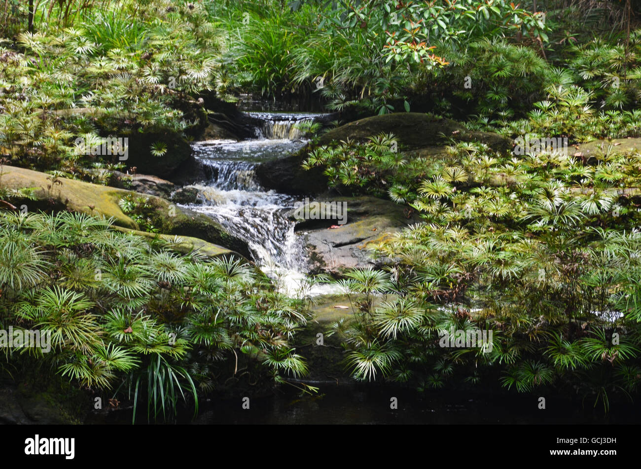 Fern-fringed stream, Bako National Park, Sarawak, Malaysian Borneo ...