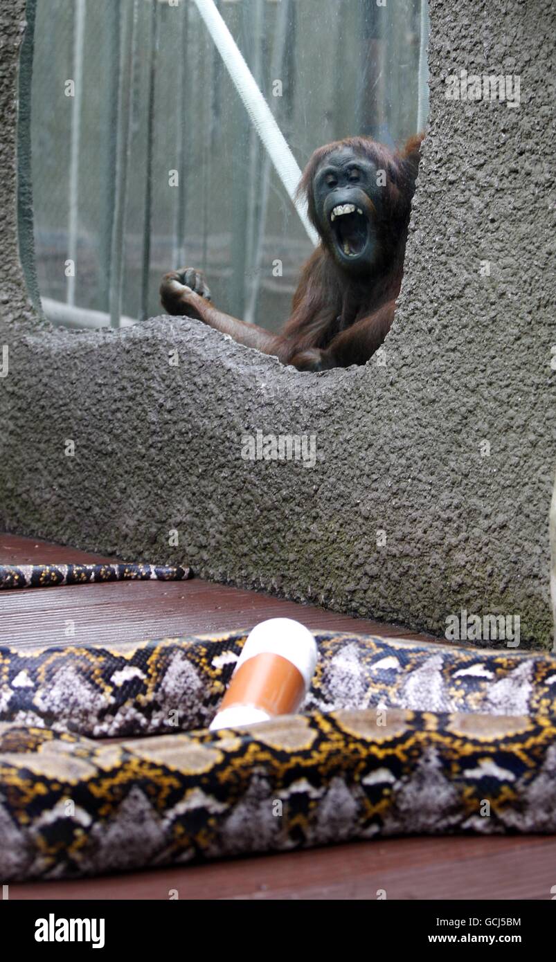 A chimp watches Bali the python during the 22 ft snake's health check ...