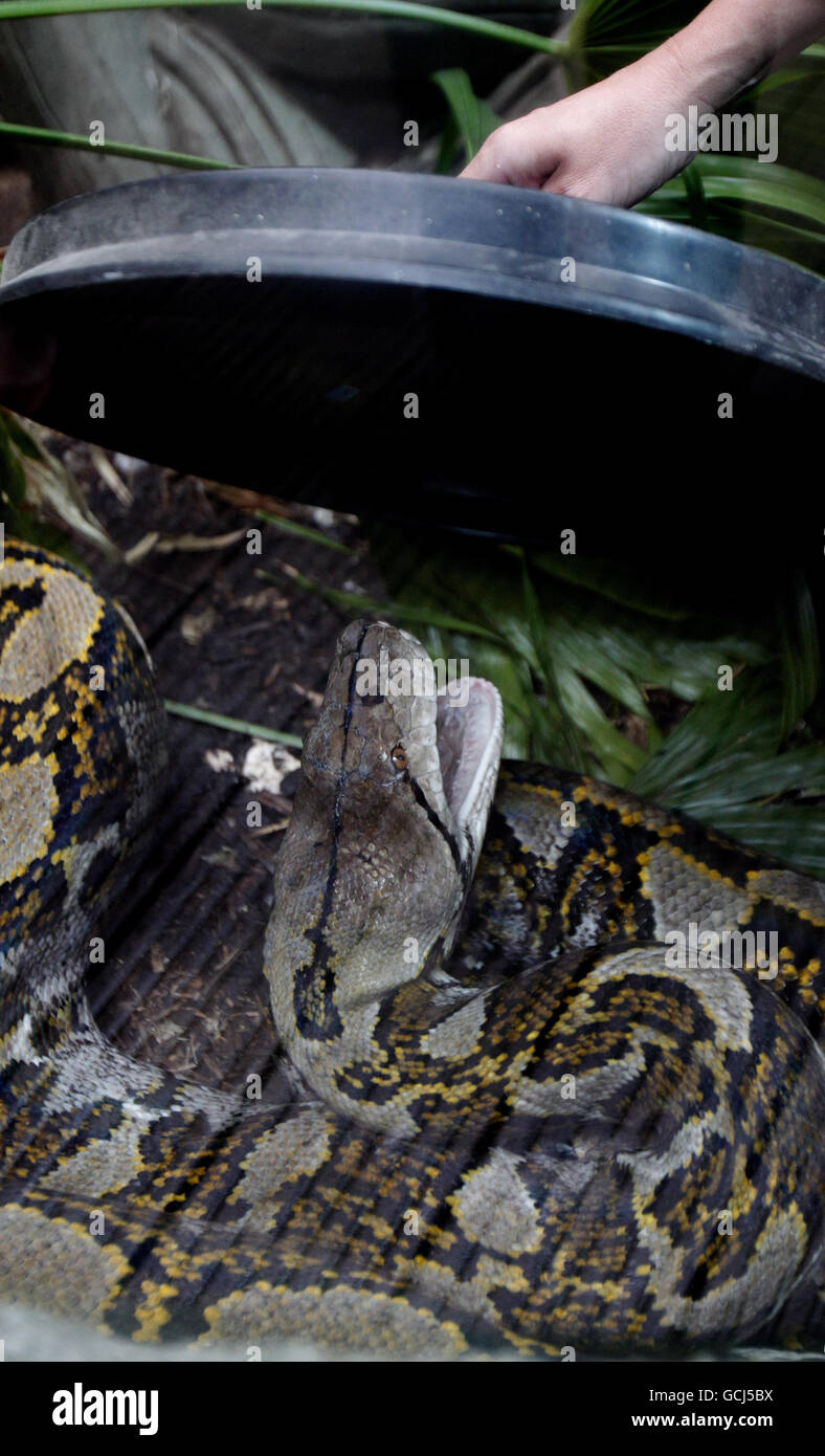 Health checks animals hi-res stock photography and images - Alamy