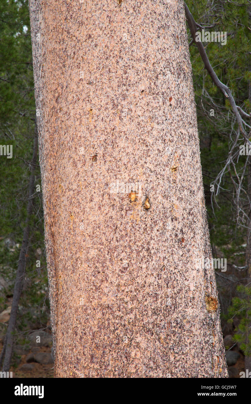 Lodgepole pine trunk, Stanislaus National Forest, Ebbetts Pass National ...
