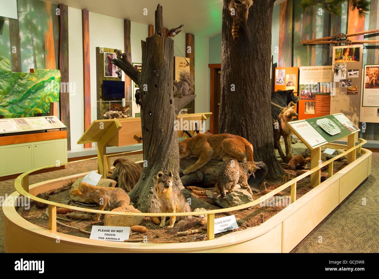 Visitor Center display, Calaveras Big Trees State Park, Ebbetts Pass ...