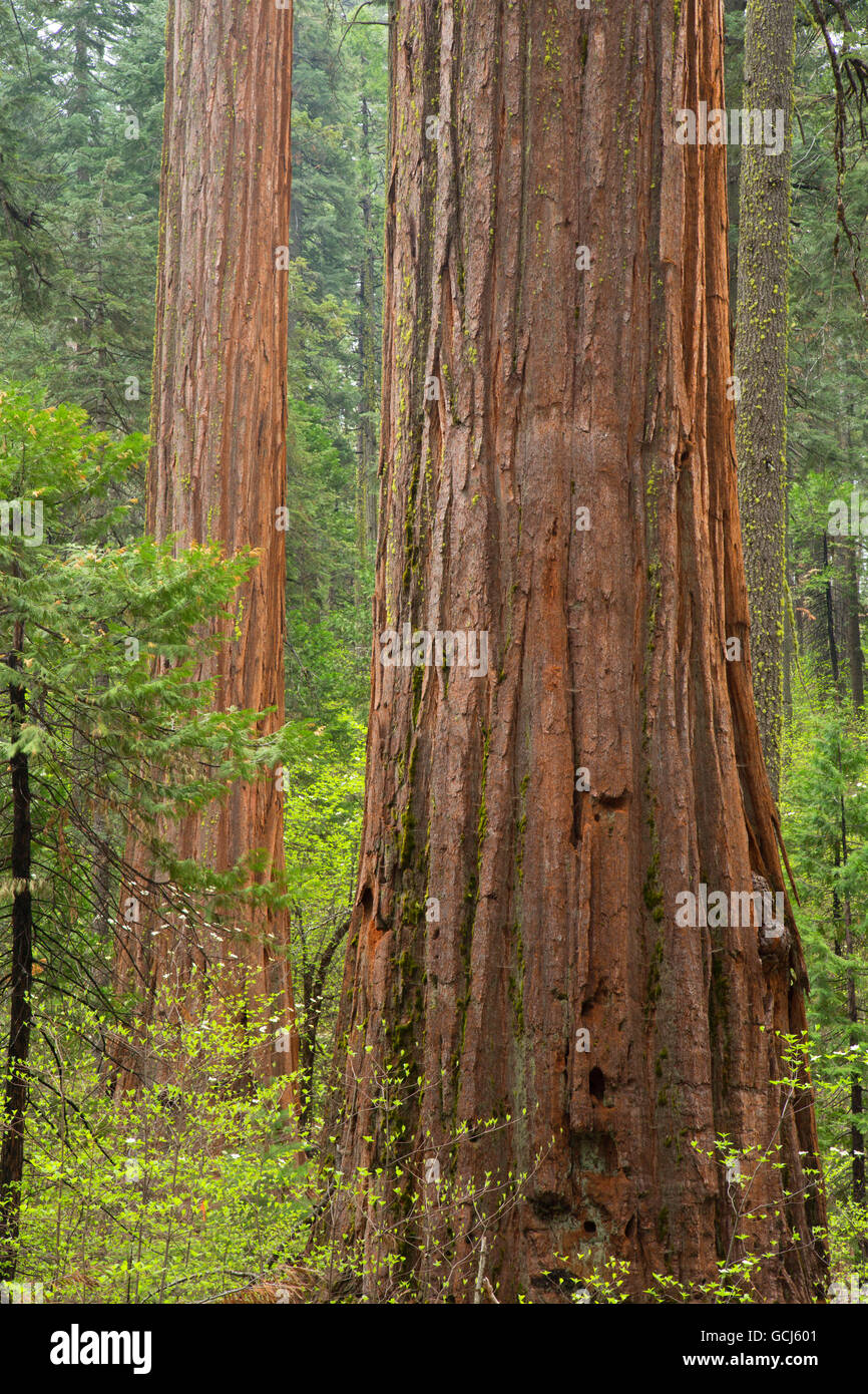 Calaveras grove big tree hi-res stock photography and images - Alamy