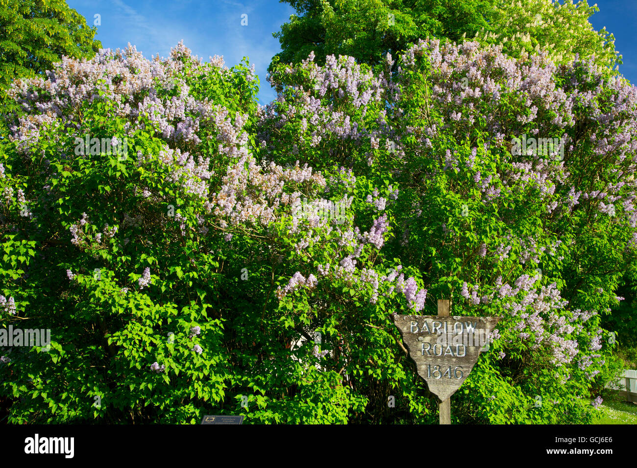 Foster lilac with Barlow Road sign, Philip Foster Farm Historic Site ...