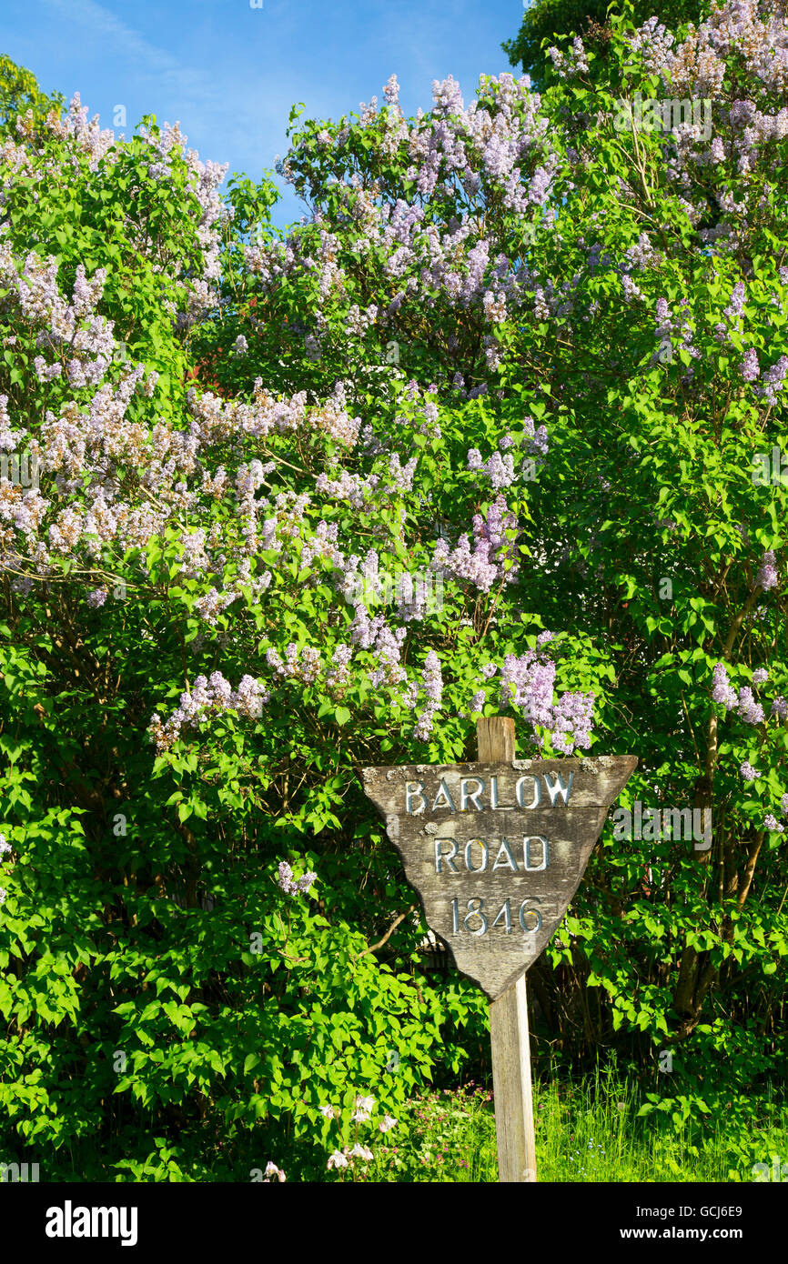 Foster lilac with Barlow Road sign, Philip Foster Farm Historic Site ...