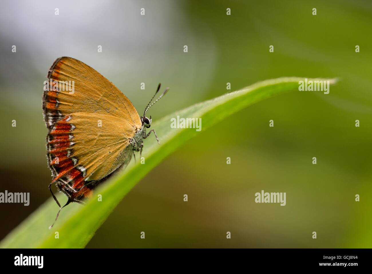 Purple sapphire butterfly High Resolution Stock Photography and Images ...