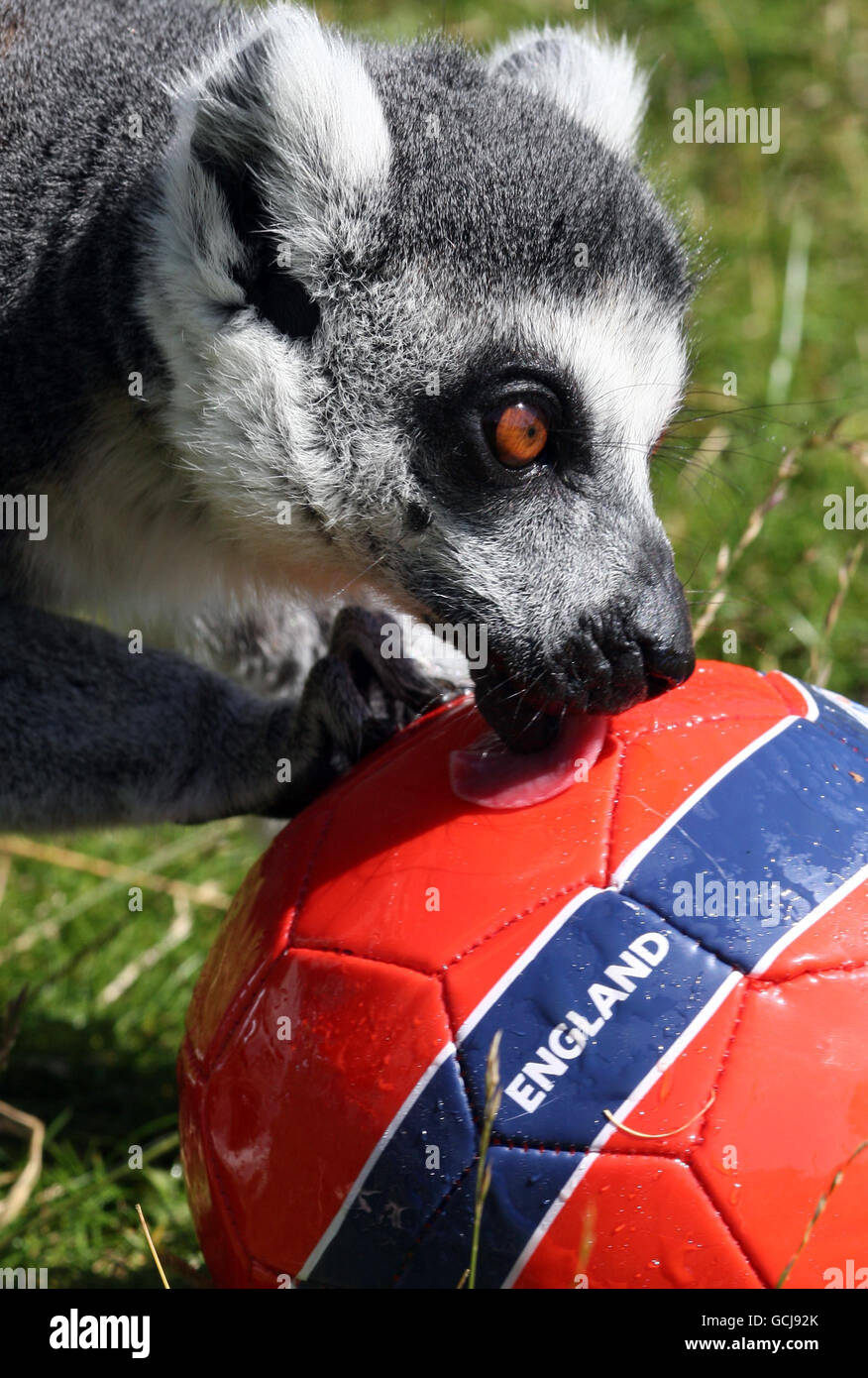 A ring tailed lemur plays with a honey coated England football at ...