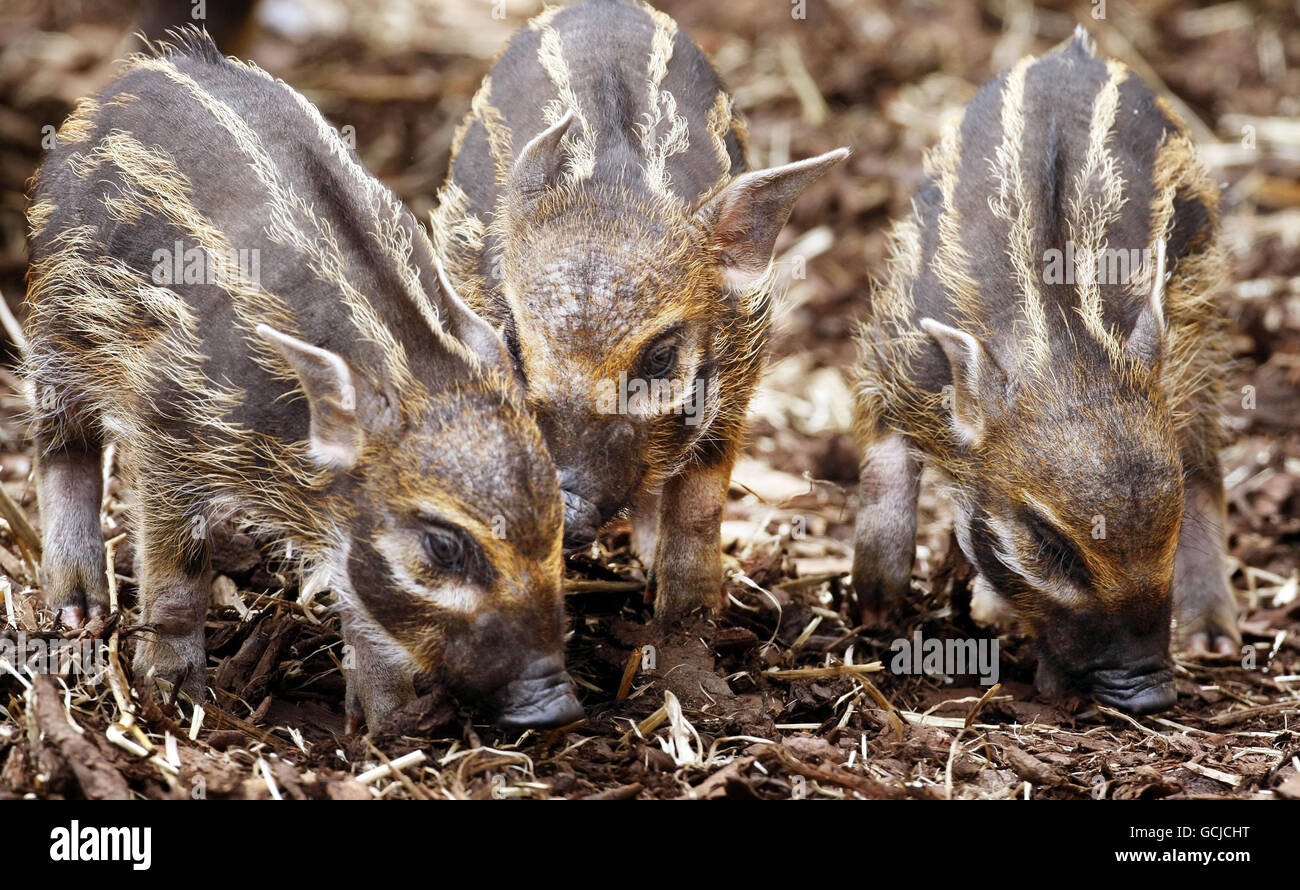 Red river piglets Stock Photo - Alamy