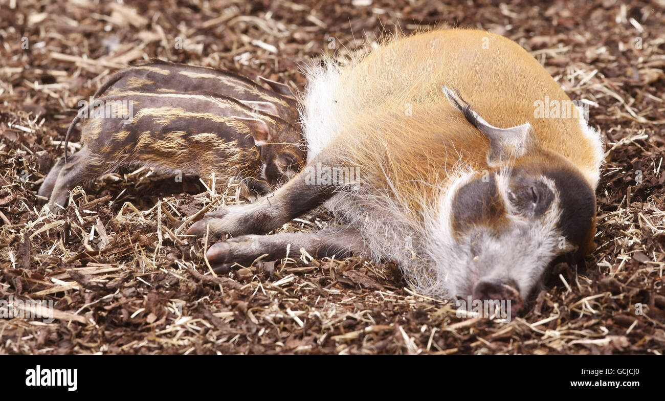Three new born male red river hog piglets hi-res stock photography and ...