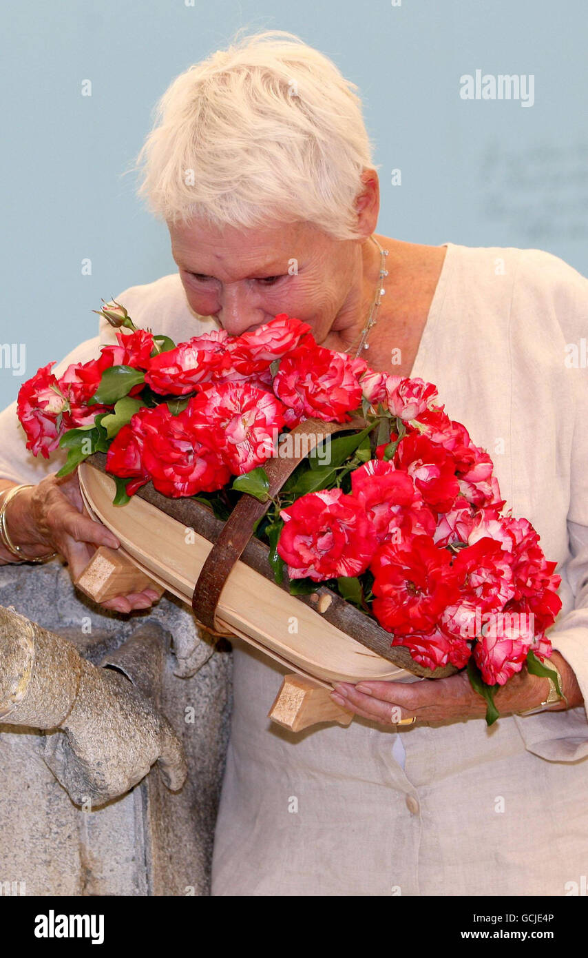 Dame Judi Dench smells roses called 'Drama Queen' at the Hampton Court ...