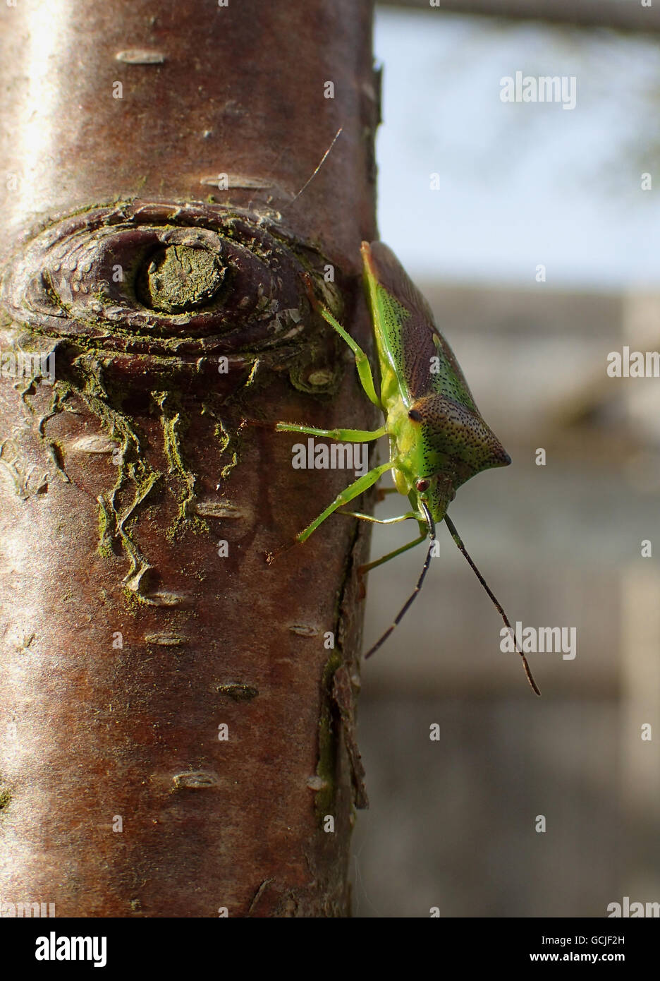 Hawthorn shield bug (Acanthosoma haemorrhoidale) feeding on the trunk ...