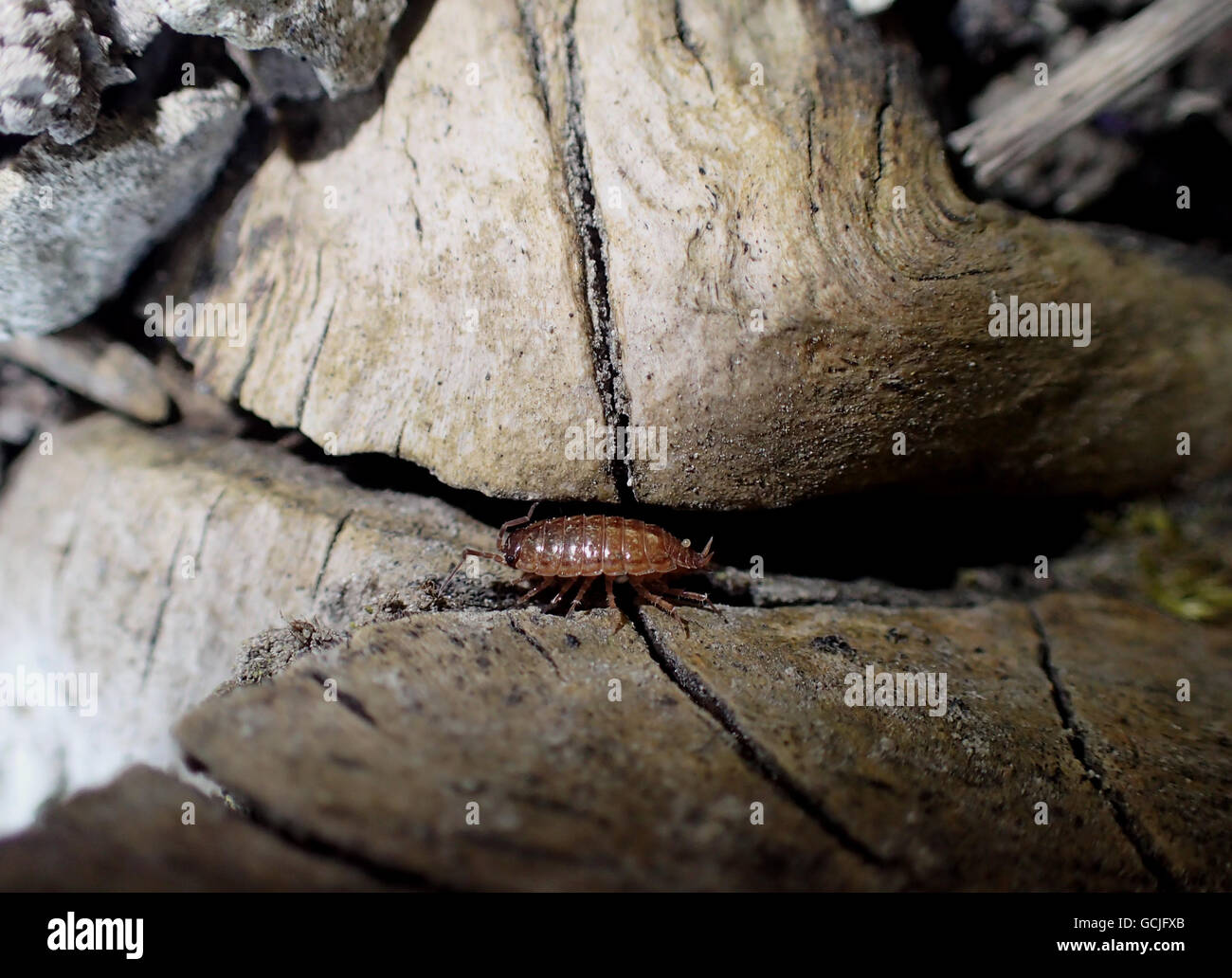 Shiny Woodlouse High Resolution Stock Photography and Images - Alamy