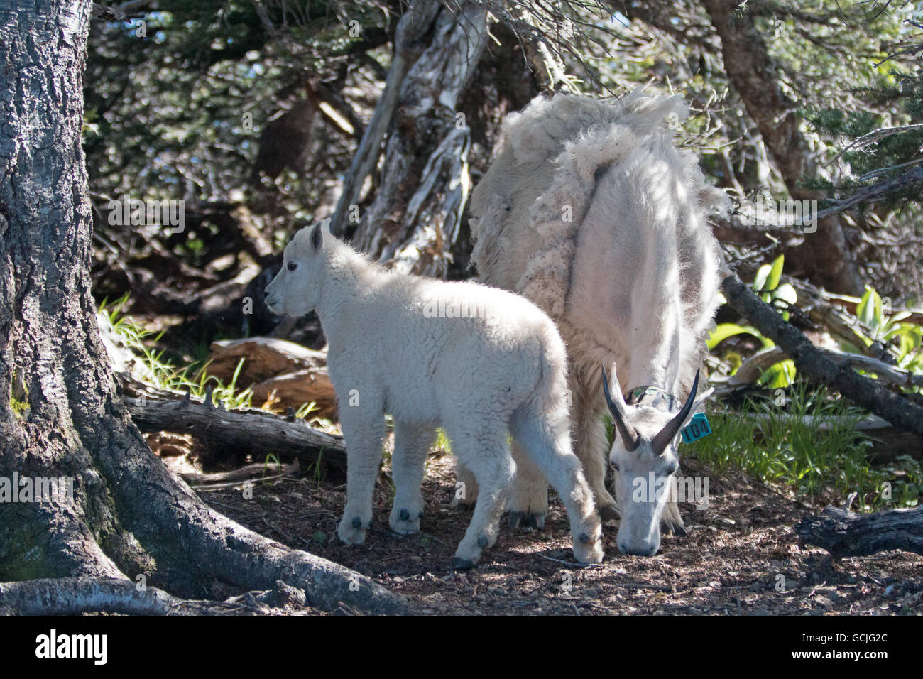 Mountain goats olympic hi-res stock photography and images - Alamy