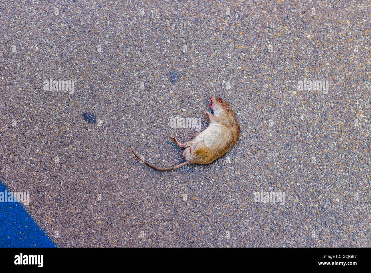 dead rat corpse, invested by the tires of a car in a parking lot Stock ...