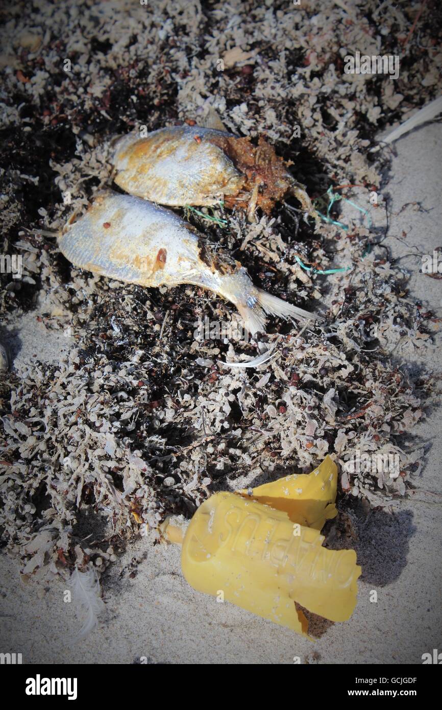 Trash fish hi-res stock photography and images - Alamy