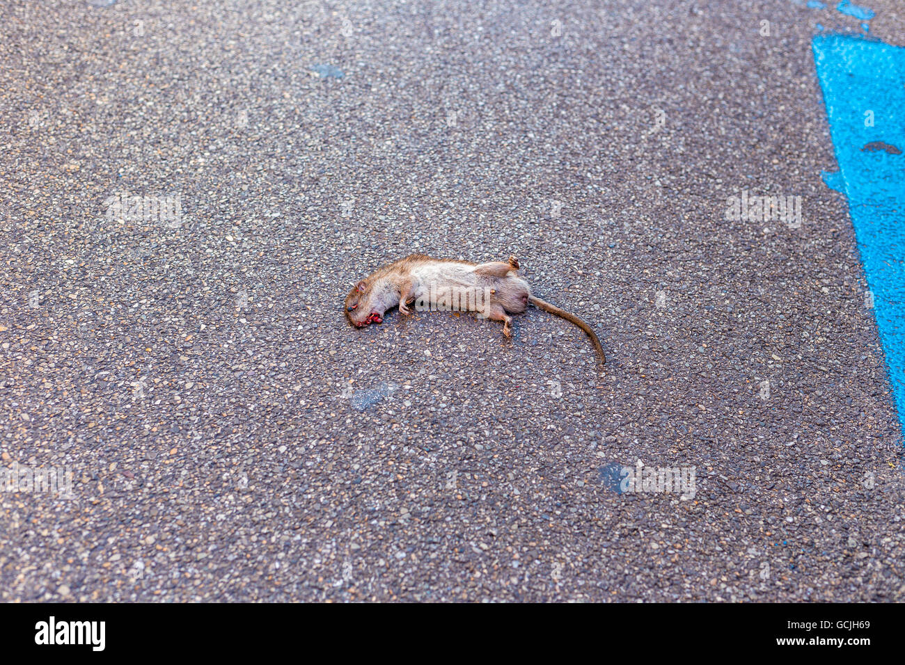 dead rat corpse, invested by the tires of a car in a parking lot Stock ...