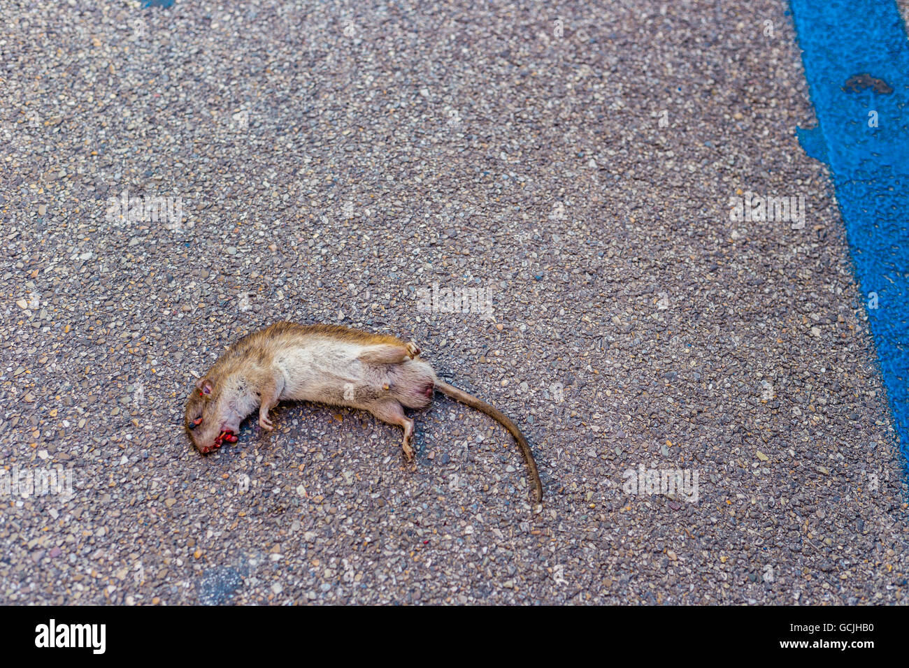 dead rat corpse, invested by the tires of a car in a parking lot Stock ...