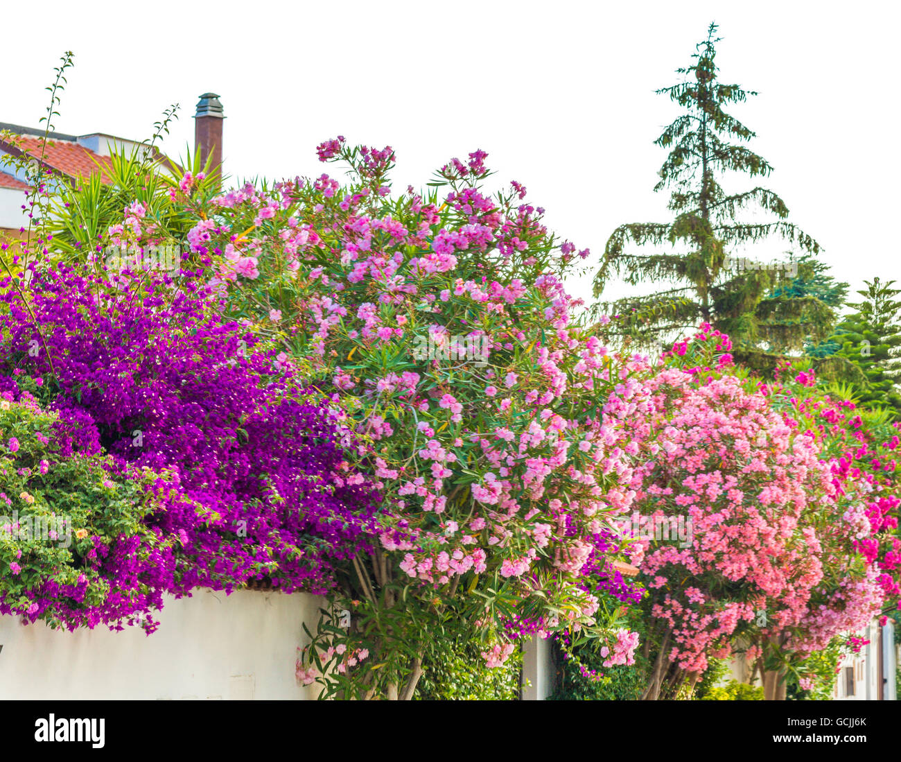 Purple Oleander Tree