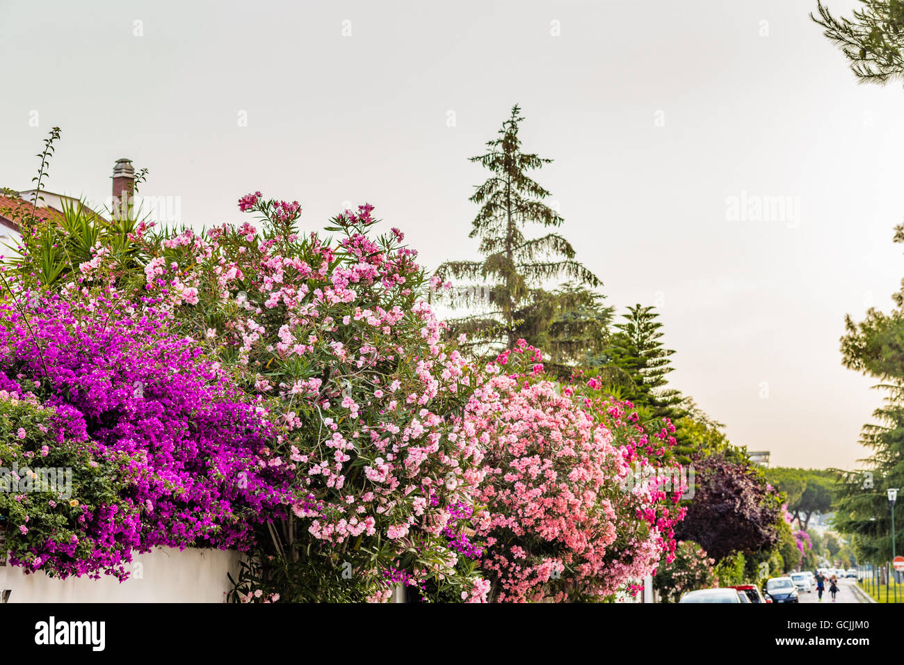 Purple Oleander Tree