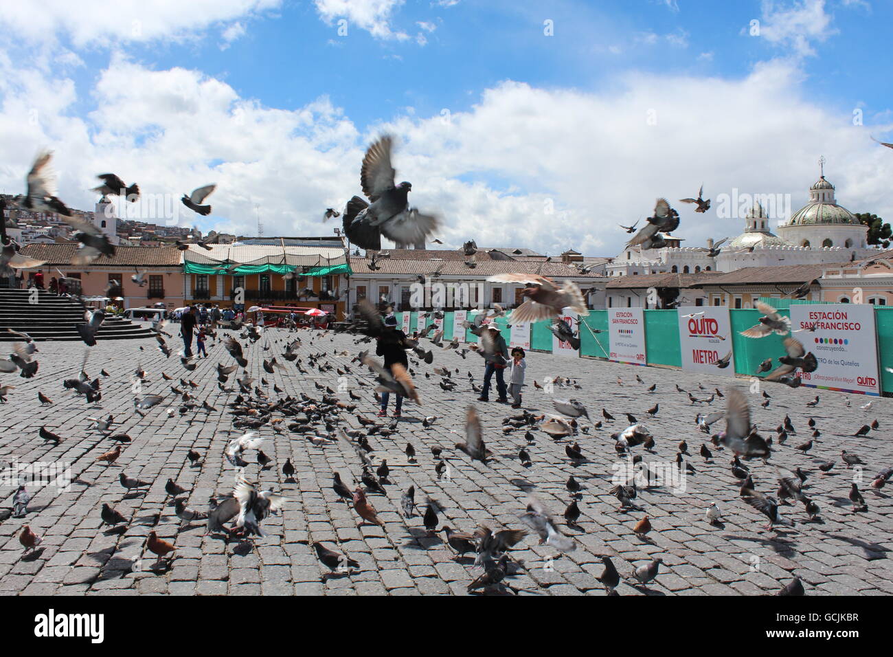 Chasing pigeons hi-res stock photography and images - Alamy