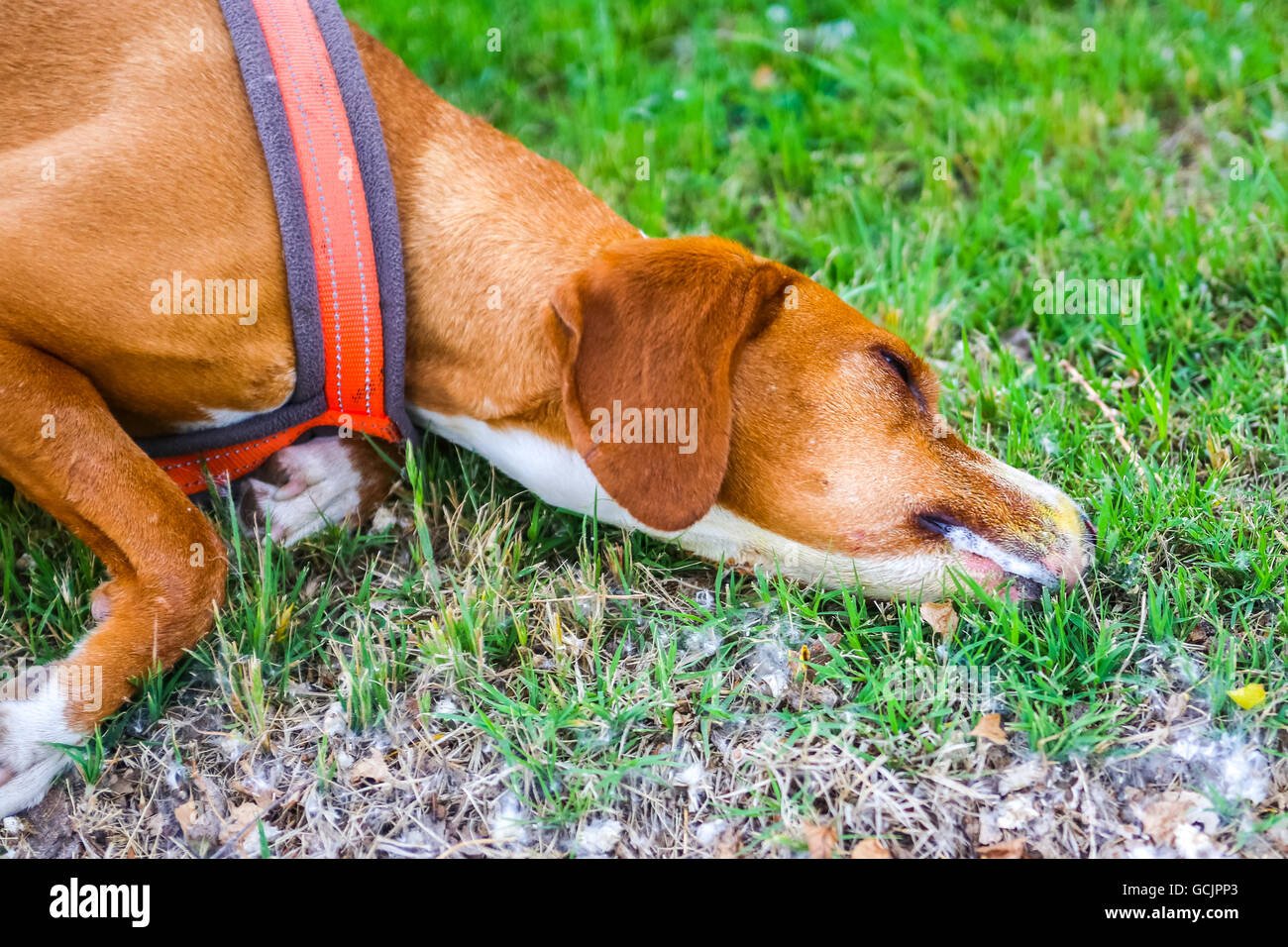 Skunk spray dog hi-res stock photography and images - Alamy