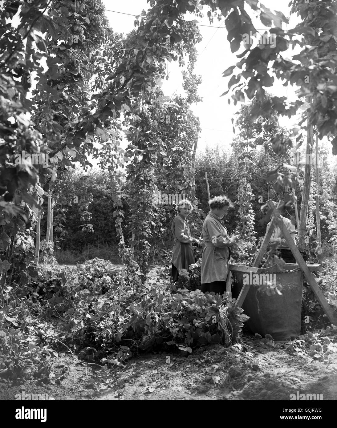 Hop picking kent hi-res stock photography and images - Alamy