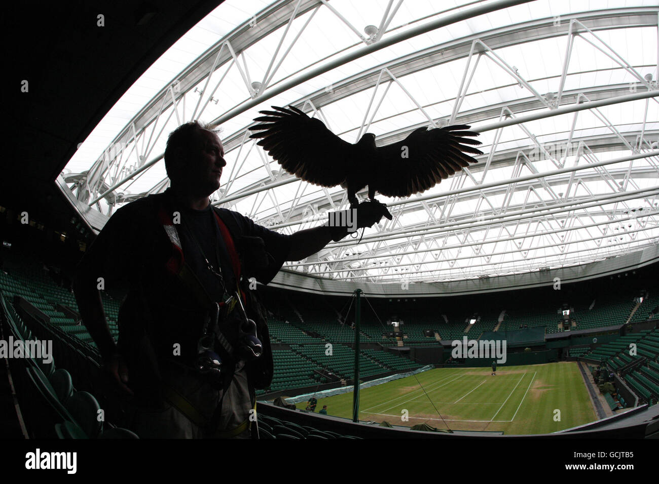 Rufus the Hawk, on Centre Court as he patrols the grounds to scare away ...