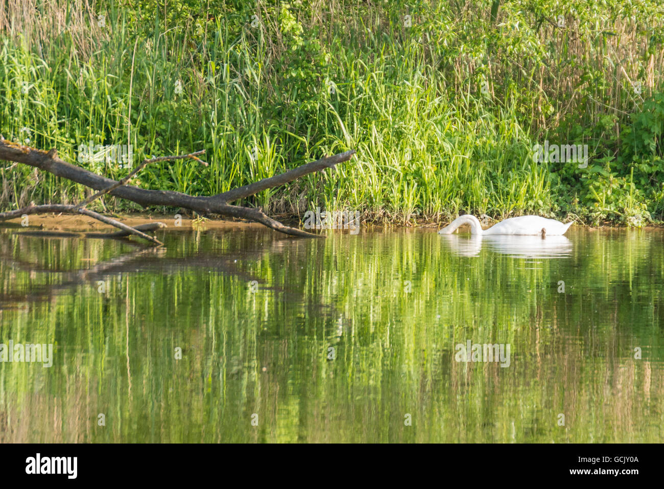 A swan with head under water on the River Naab near Regensburg Stock ...