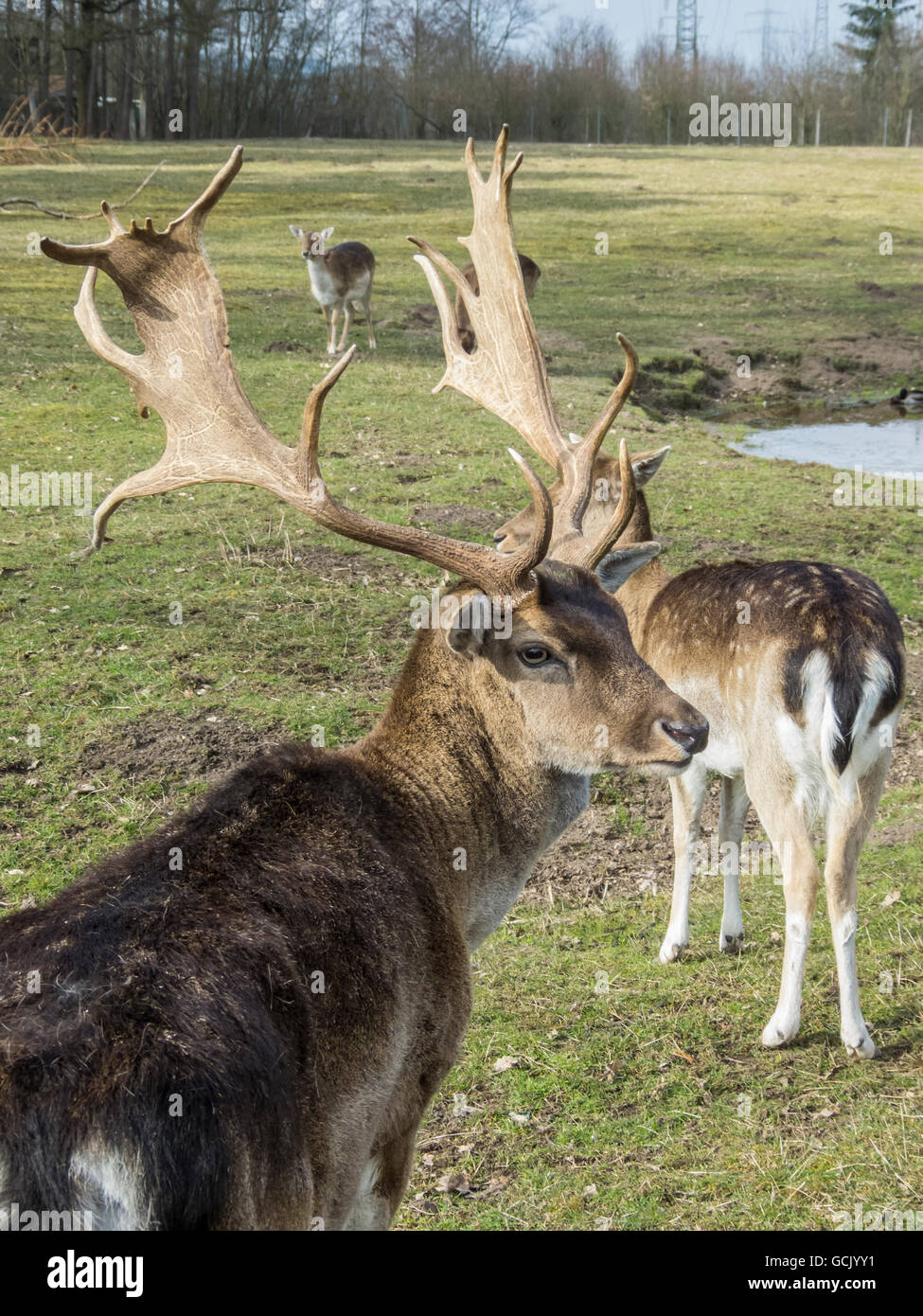 Closeup of an male fallow deer Stock Photo - Alamy