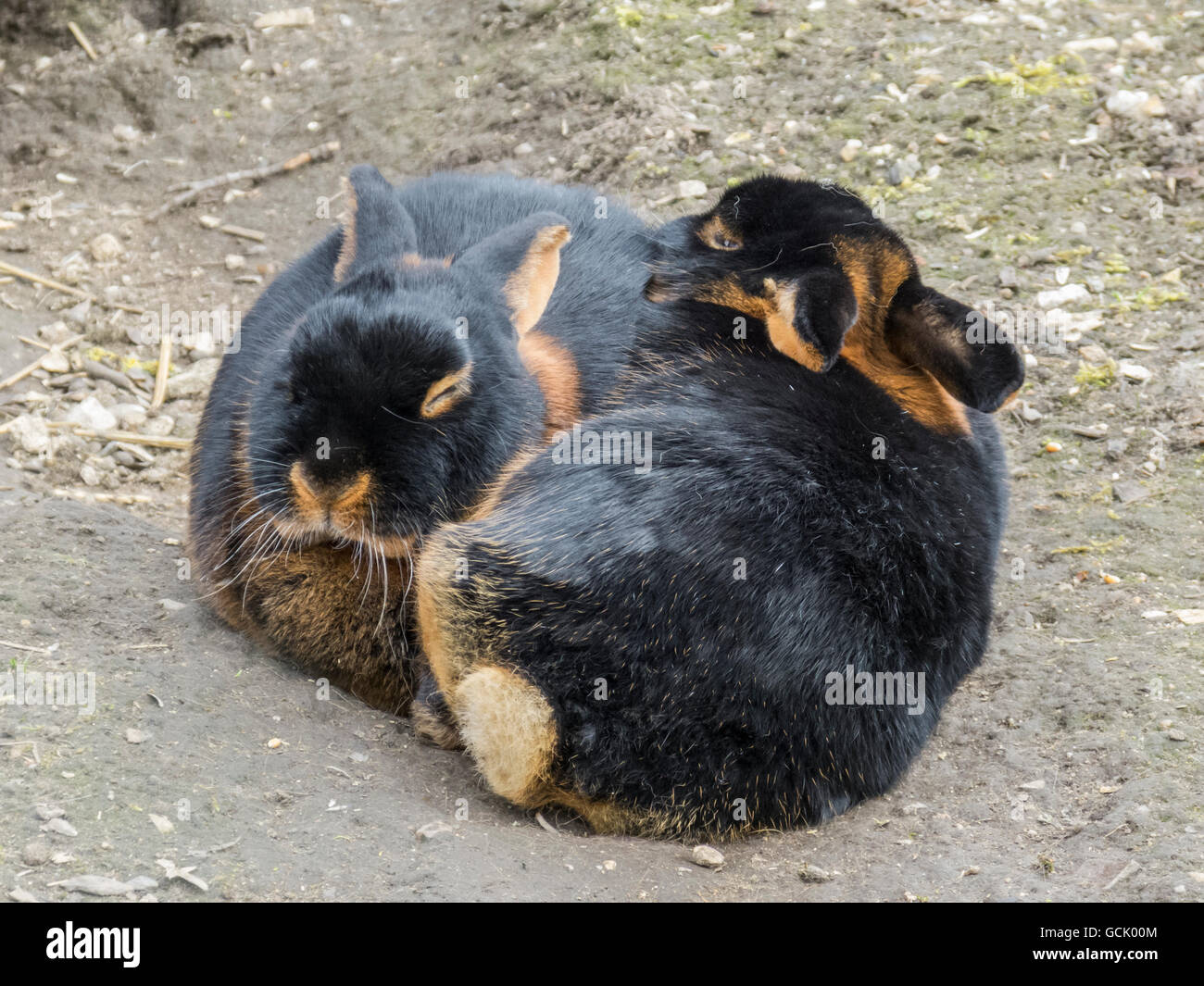 Two bunny hi-res stock photography and images - Alamy