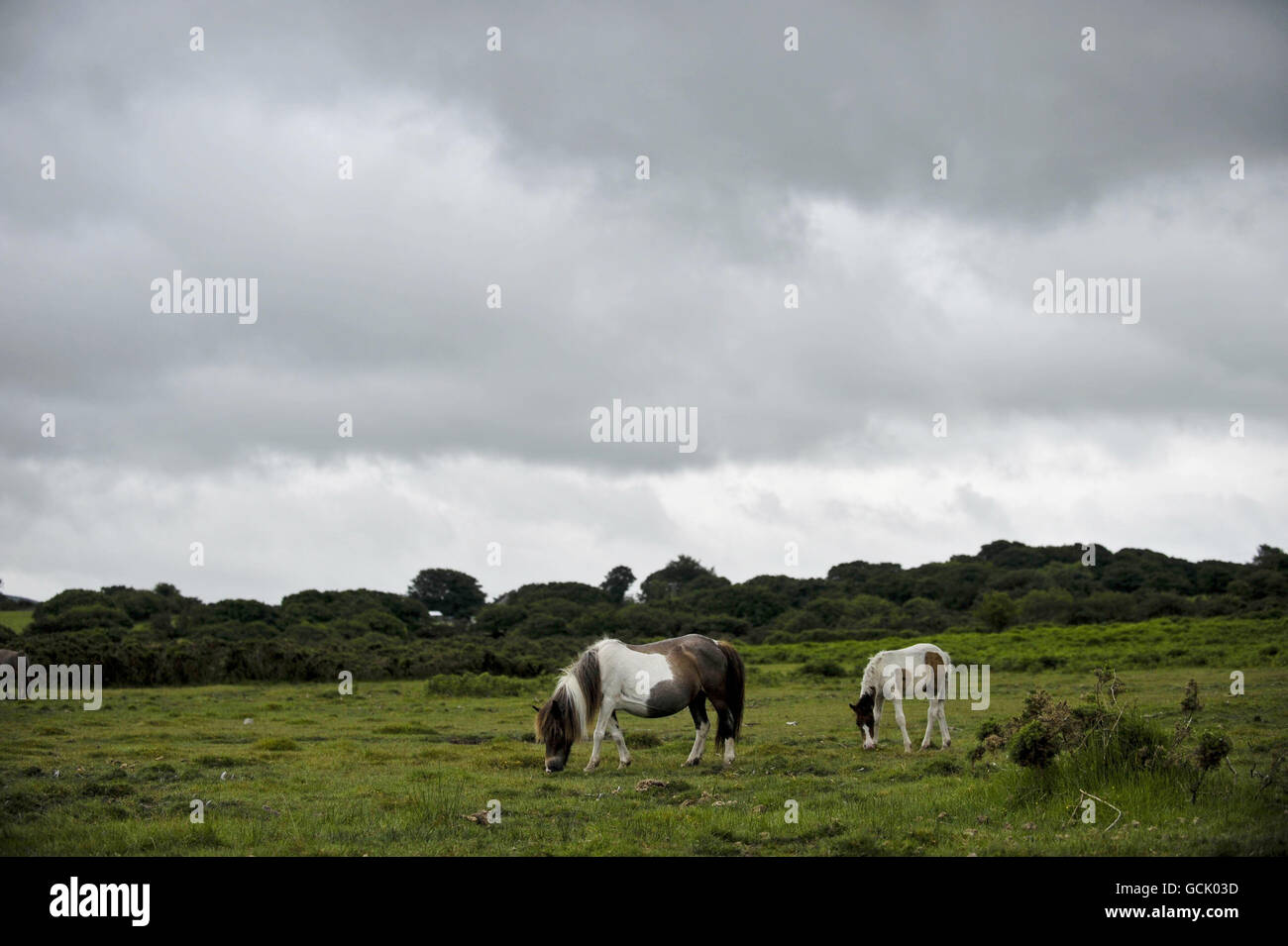 Horses on the moors near Bodmin. As the rest of the UK basks in ...
