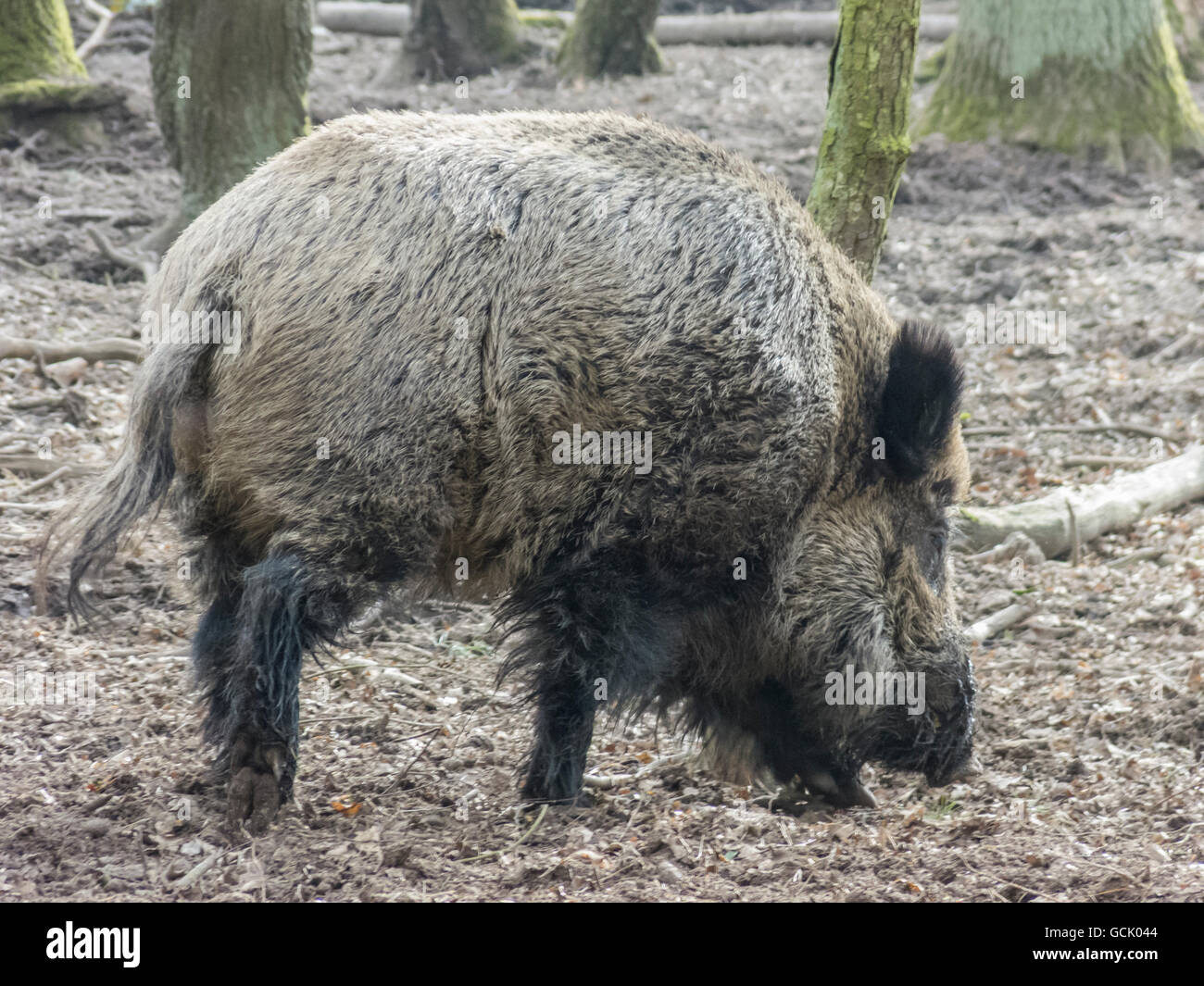 Adult hunting wild boar hi-res stock photography and images - Alamy