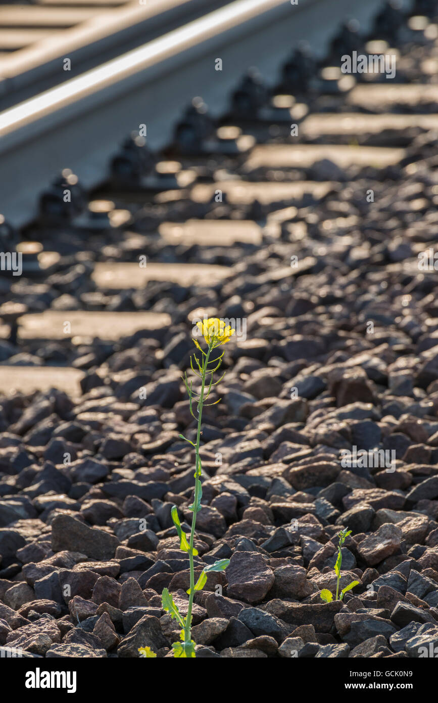 Railroad track at a sunny summer day and a single yellow flower Stock ...