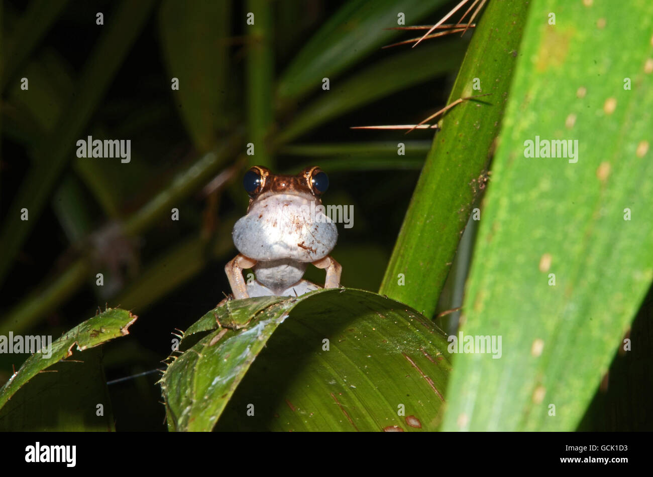 Bako Sarawak Borneo Tree Frog High Resolution Stock Photography and ...