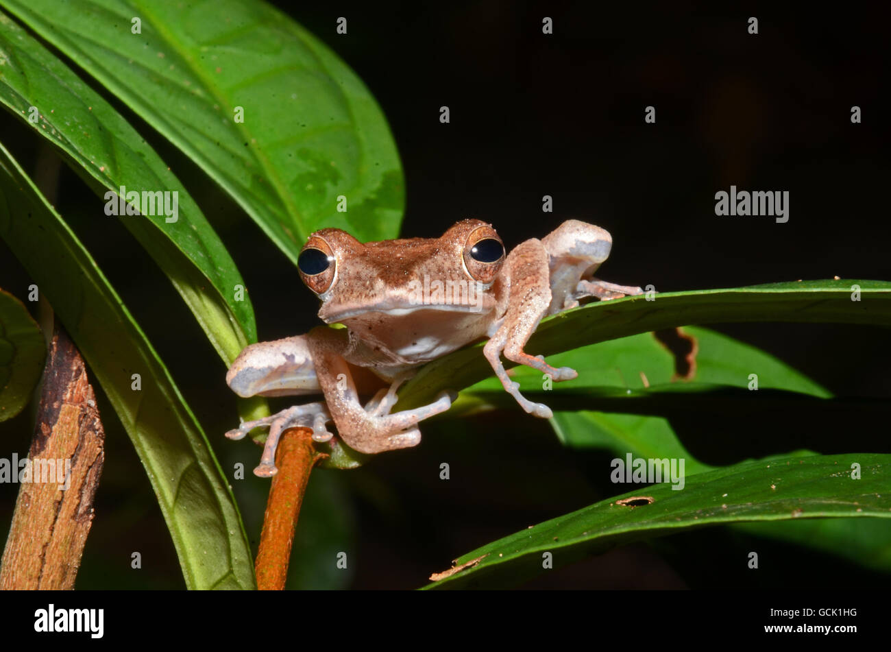 Bako Sarawak Borneo Tree Frog High Resolution Stock Photography and ...