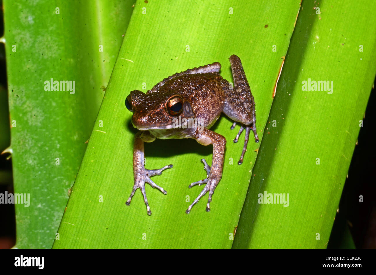 Frog, Bako National Park, Malaysia Stock Photo - Alamy