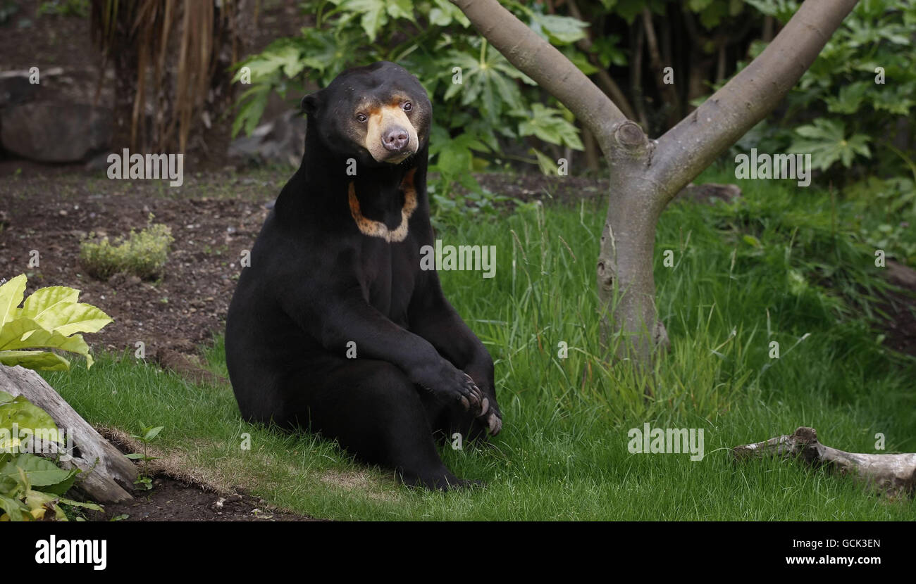 Edinburgh zoo sun bears hi-res stock photography and images - Alamy
