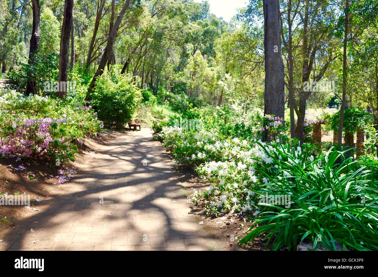 Flower lined woodland pathway hi-res stock photography and images - Alamy