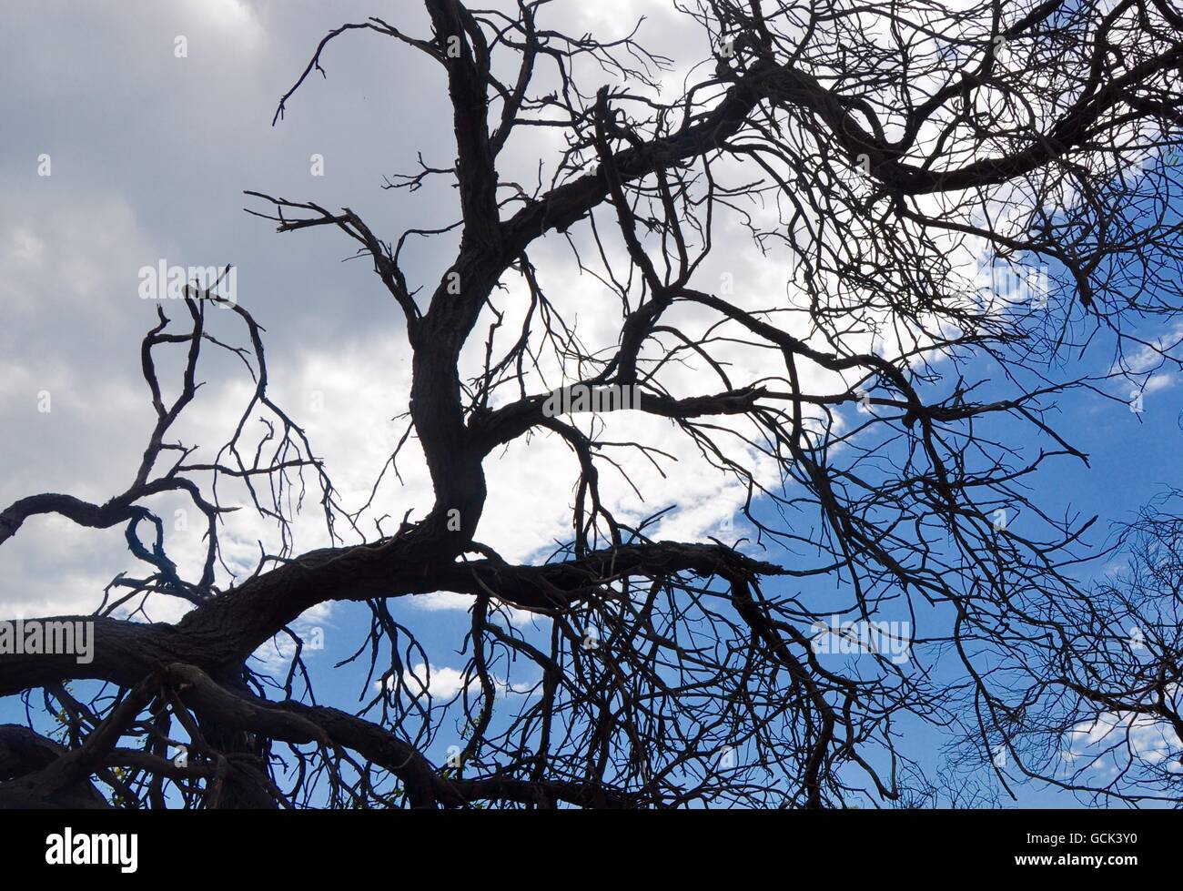 Night Of Trees And Branches