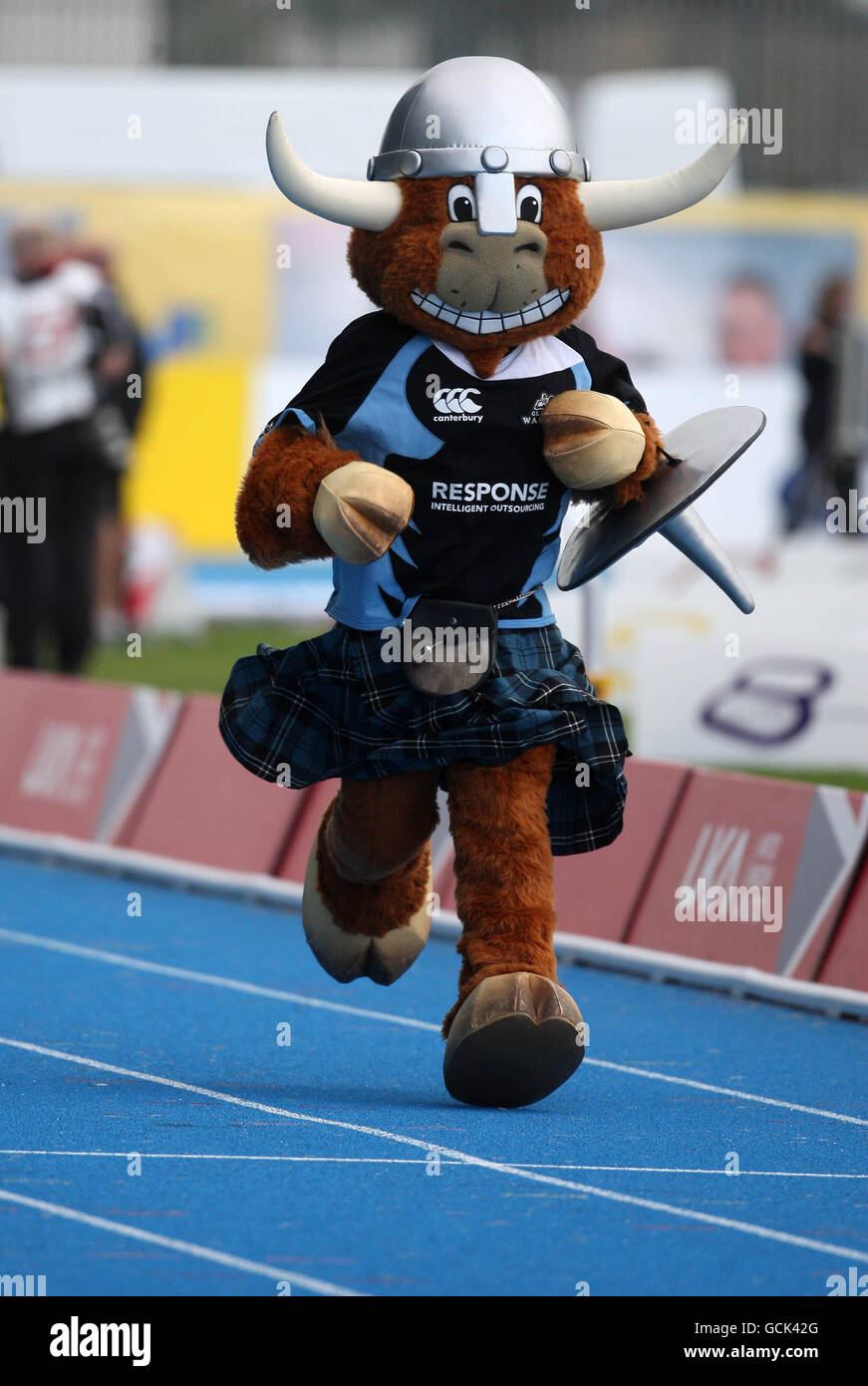 Clyde cow during the super8 competition at the scotsoun stadium hi-res ...