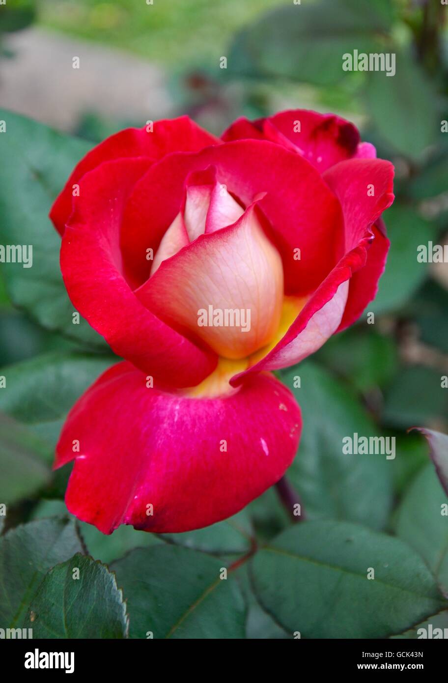 Single red rose with white center blossoming with blurred green leaf ...