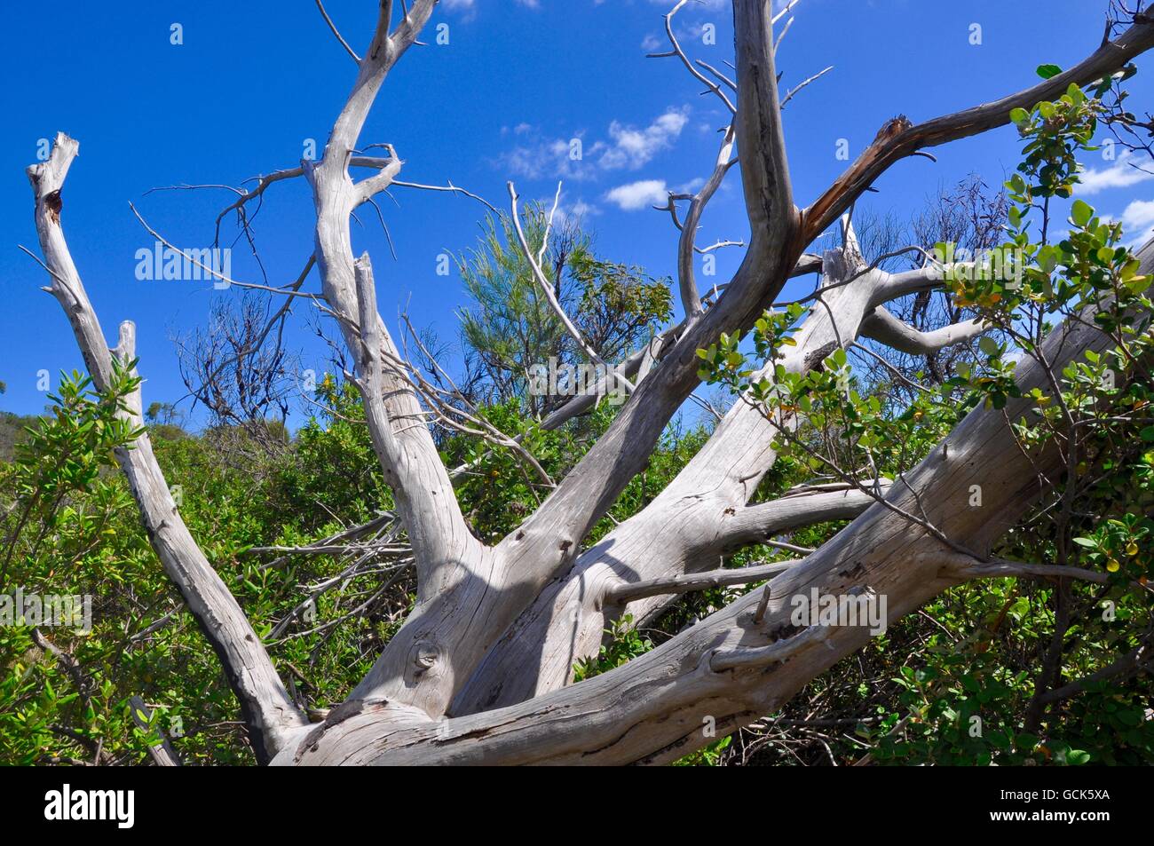 Smooth Tree Trunk Stock Photos & Smooth Tree Trunk Stock Images - Alamy