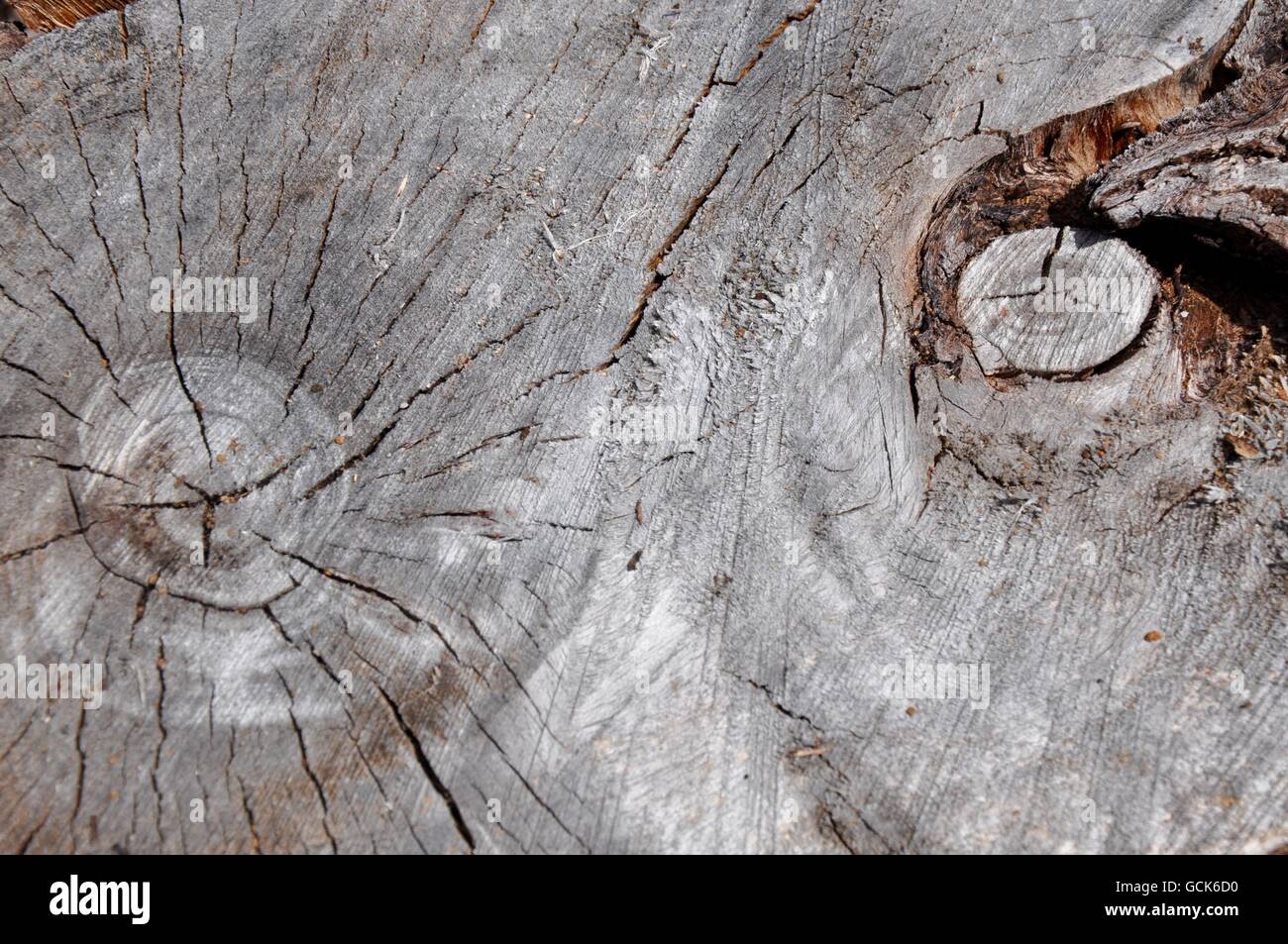 Abstract closeup of unique grey tree trunk bark texture with two large ...